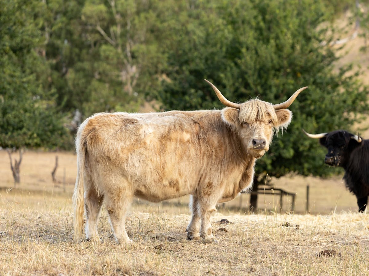 Highland Cow - Experience - ' Cuddle A Cow ', Sat 22nd Mar 2025 - Sun ...