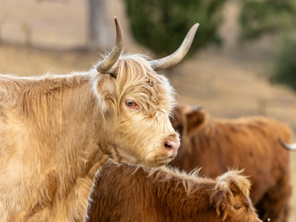 Highland Cow - Experience - ' Cuddle A Cow ', Sat 22nd Mar 2025 - Sun ...